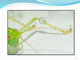 Insect sense organs | PPTX