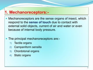Insect sense organs | PPTX