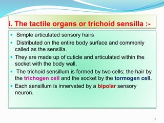 Insect sense organs | PPTX