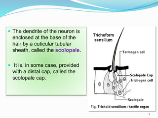 Insect sense organs | PPTX