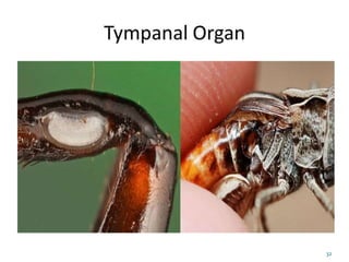 Insect sense organs | PPT