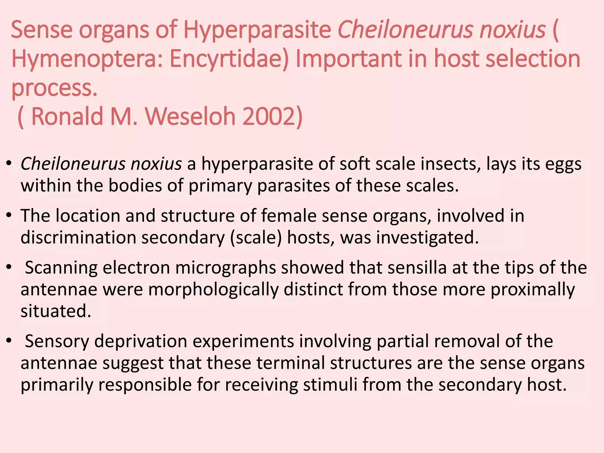 Insect Sense Organs.pptx