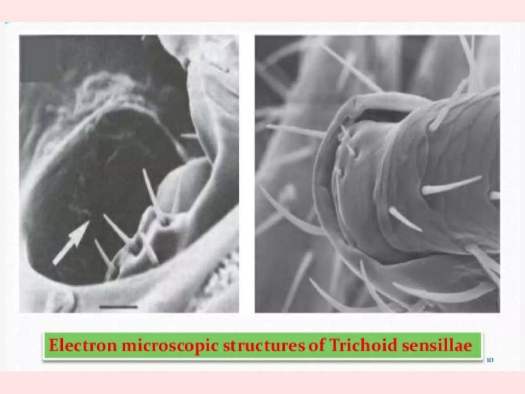 Insect Sense Organs.pptx