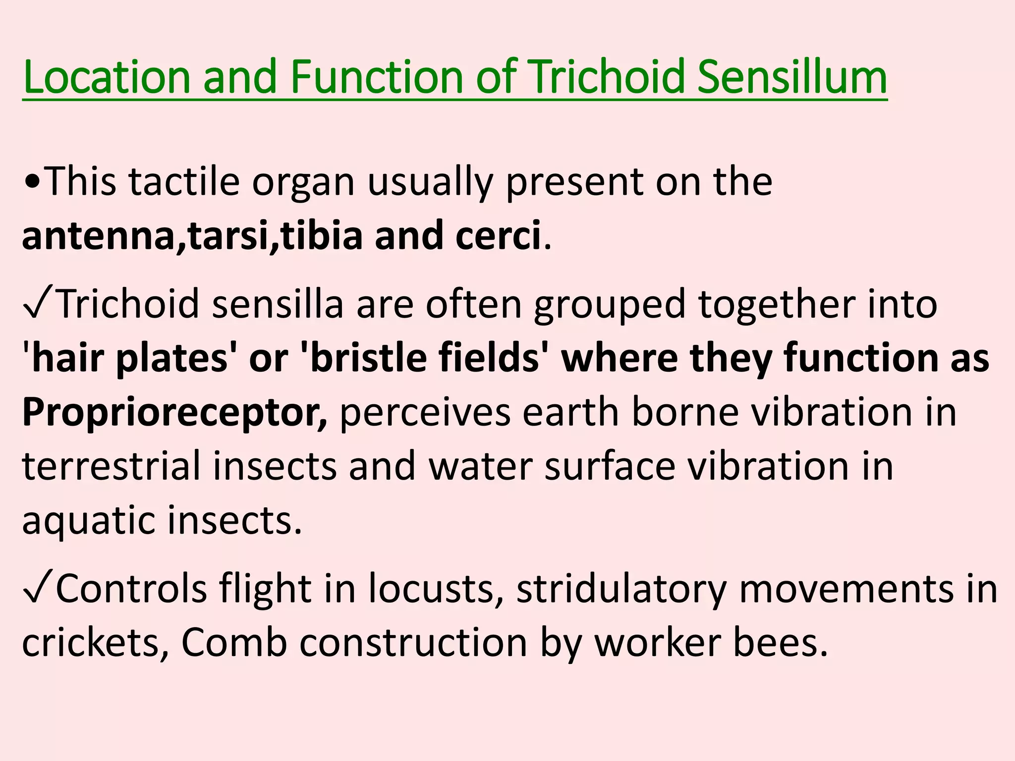 Insect Sense Organs.pptx