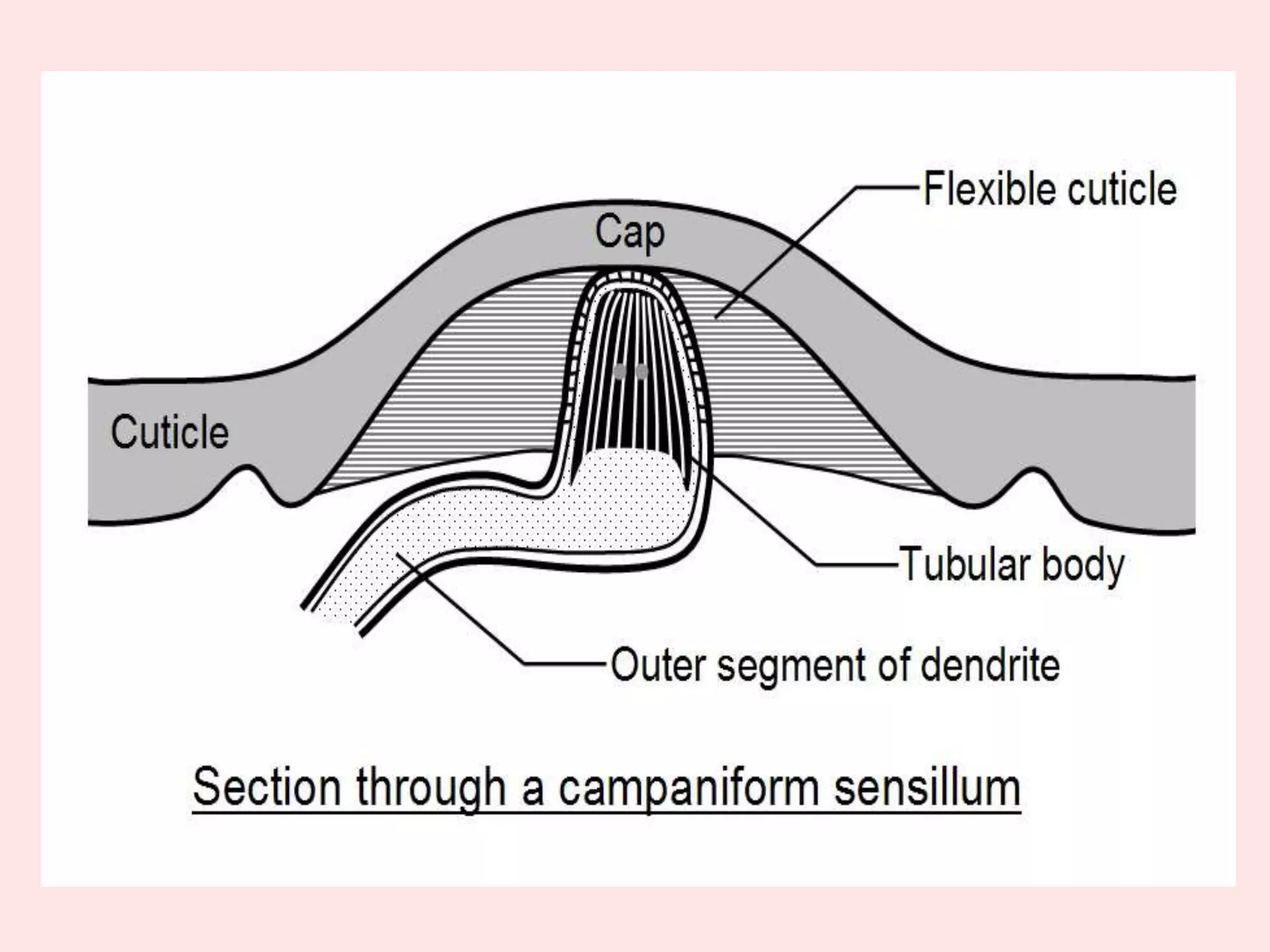 Insect Sense Organs.pptx