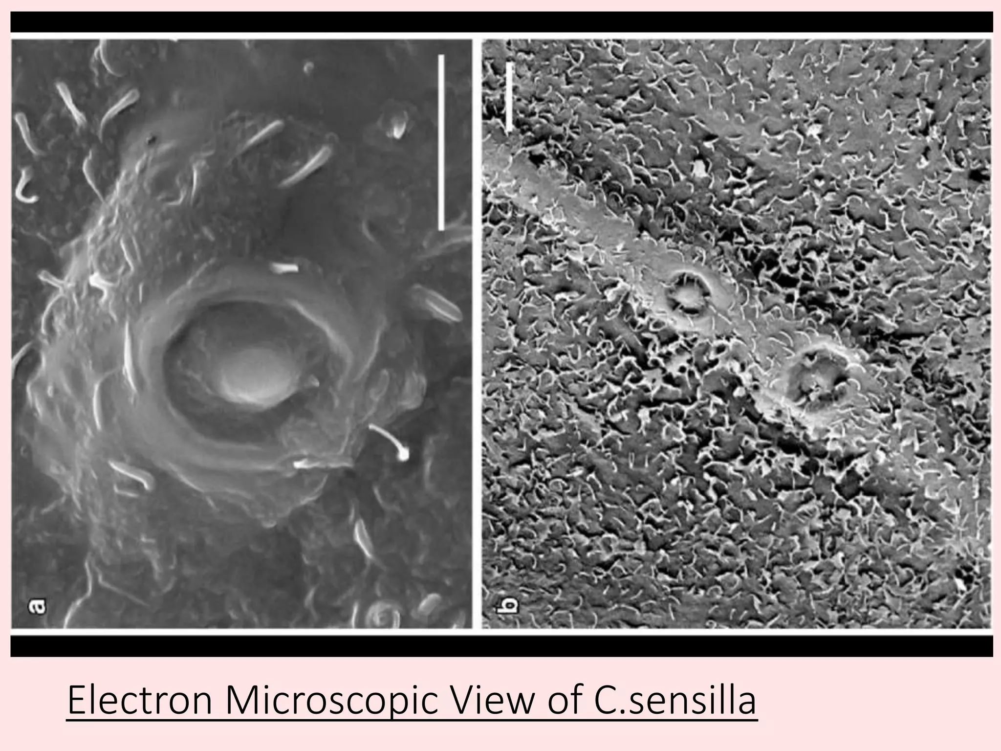 Insect Sense Organs.pptx