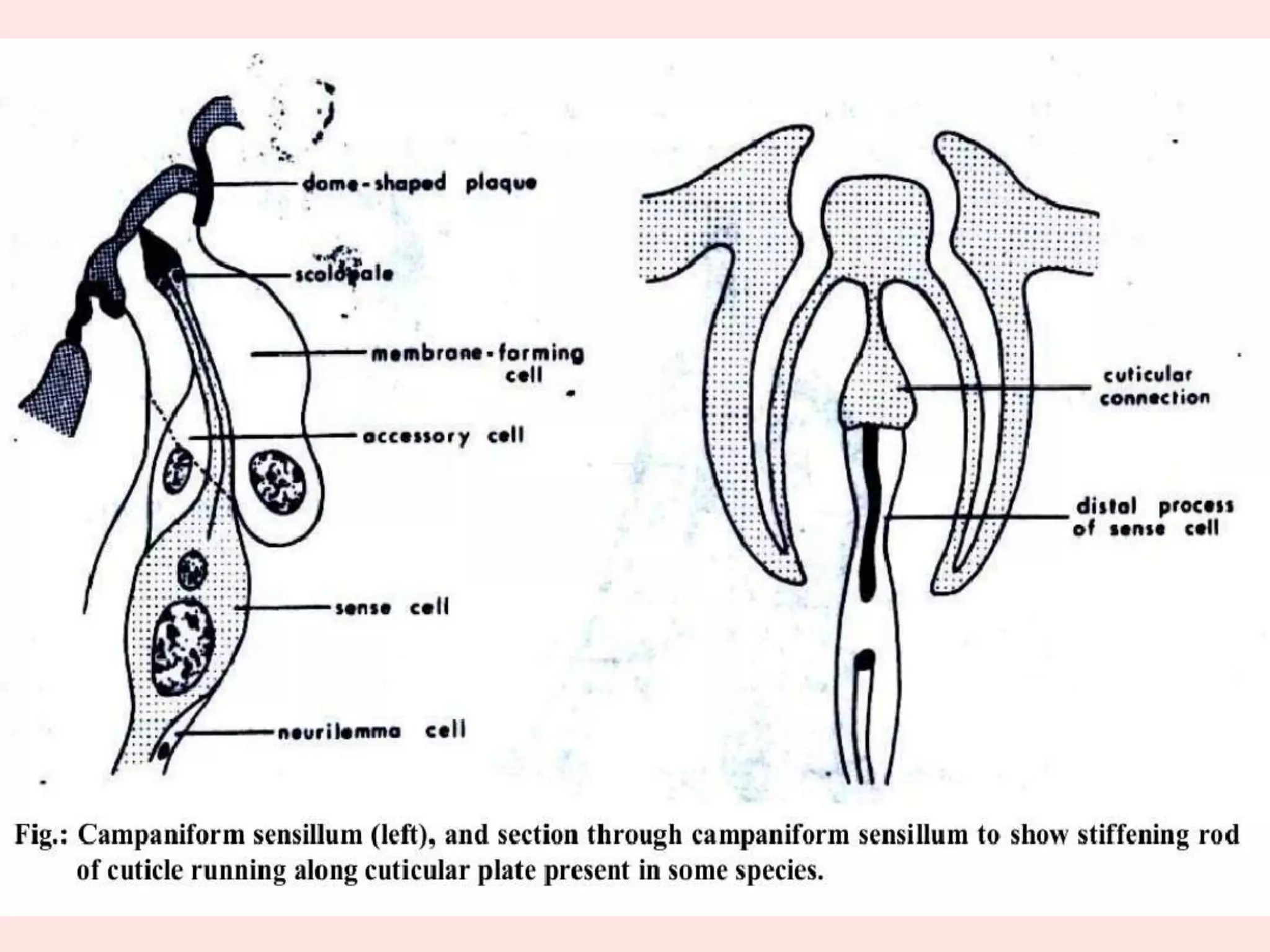 Insect Sense Organs.pptx