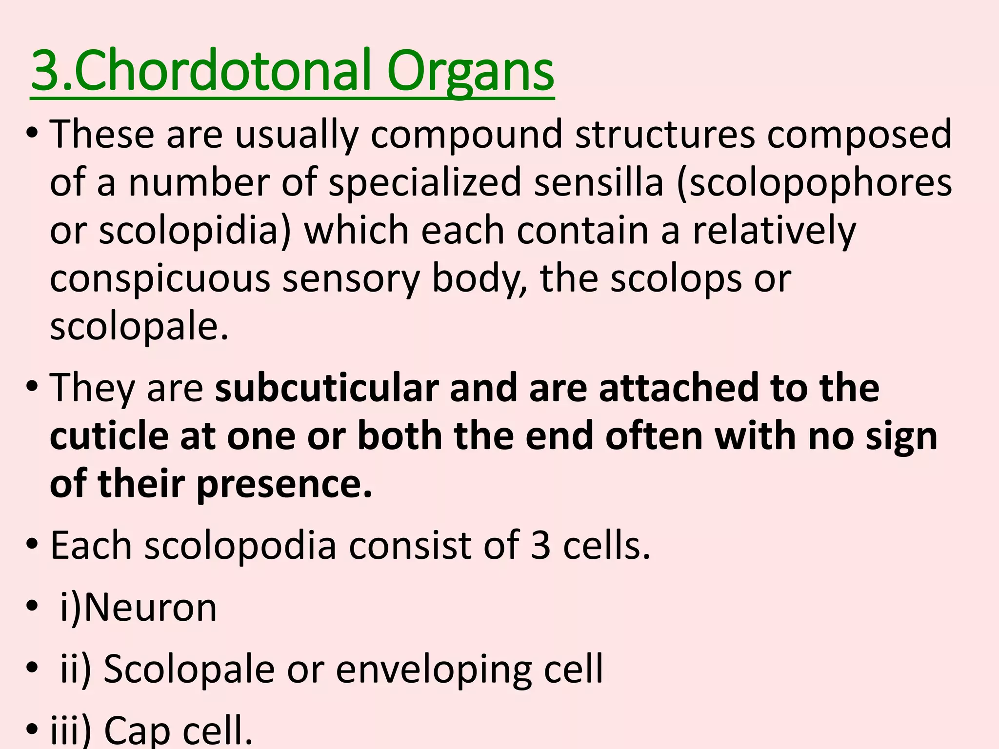 Insect Sense Organs.pptx