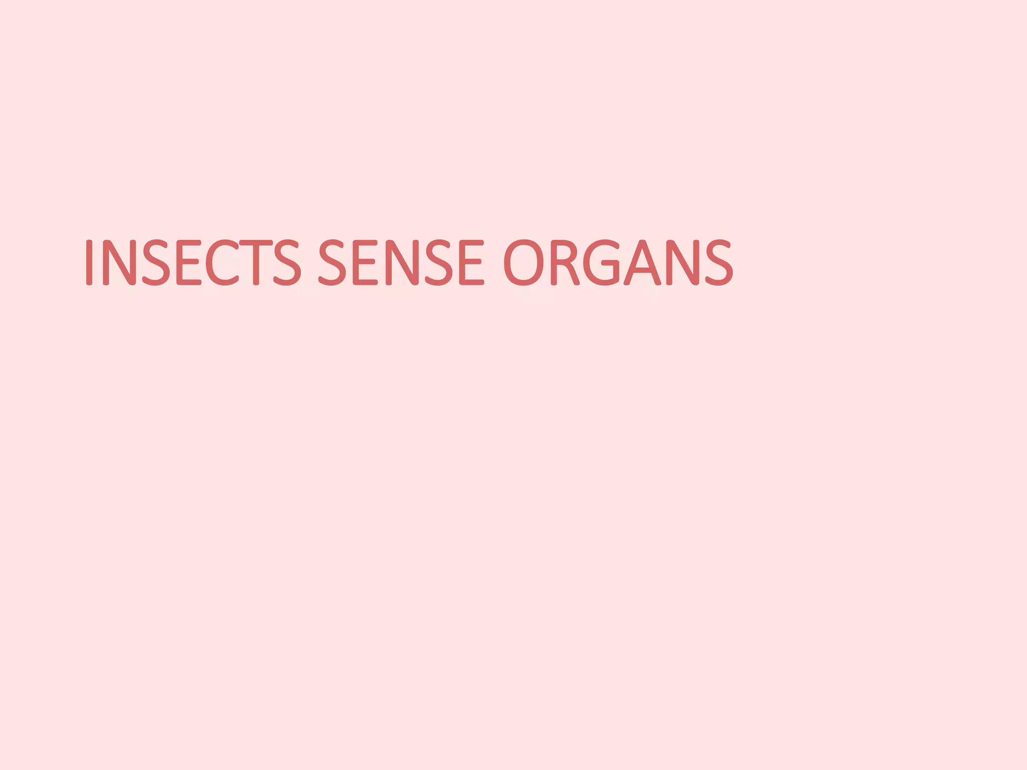 Insect Sense Organs.pptx