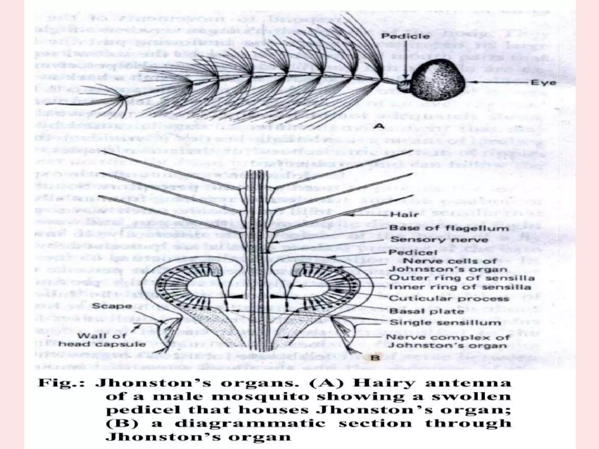 Insect Sense Organs.pptx