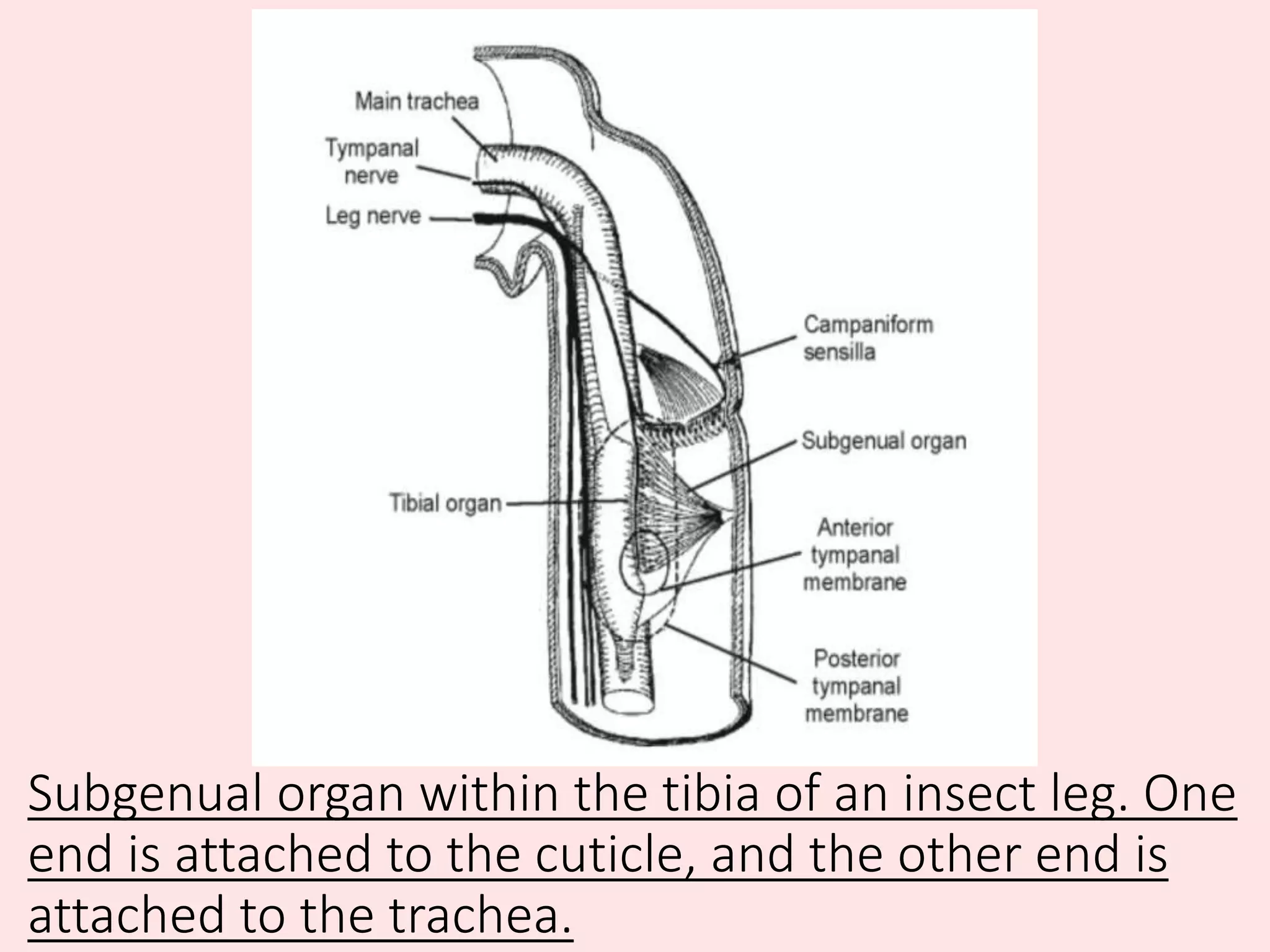 Insect Sense Organs.pptx