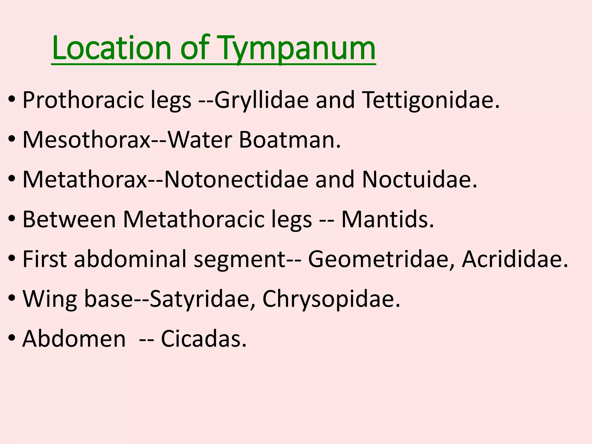 Insect Sense Organs.pptx