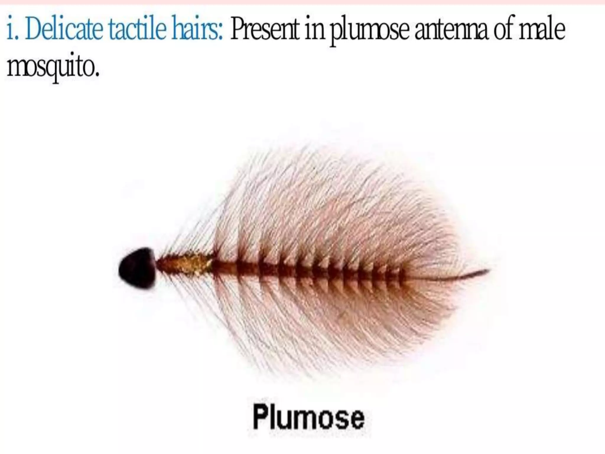 Insect Sense Organs.pptx