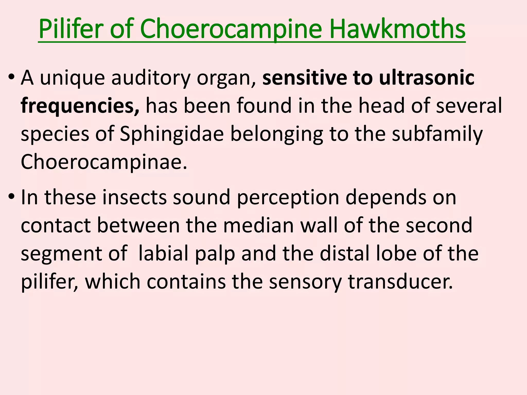 Insect Sense Organs.pptx