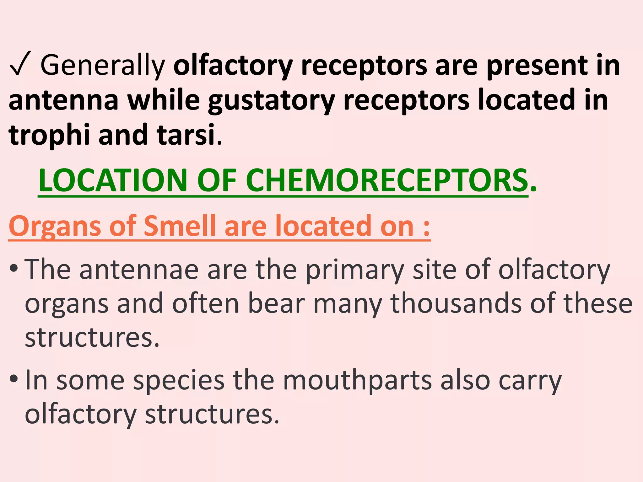 Insect Sense Organs.pptx