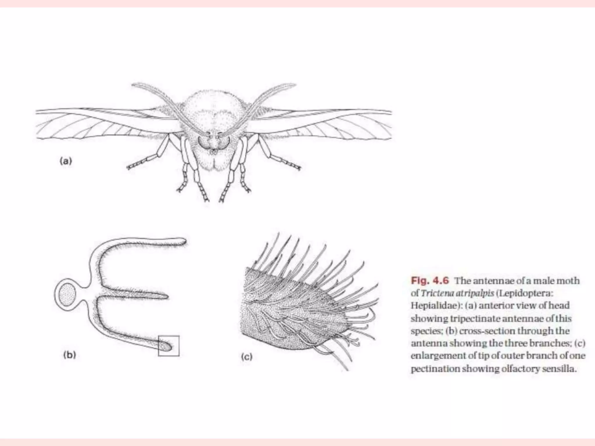 Insect Sense Organs.pptx