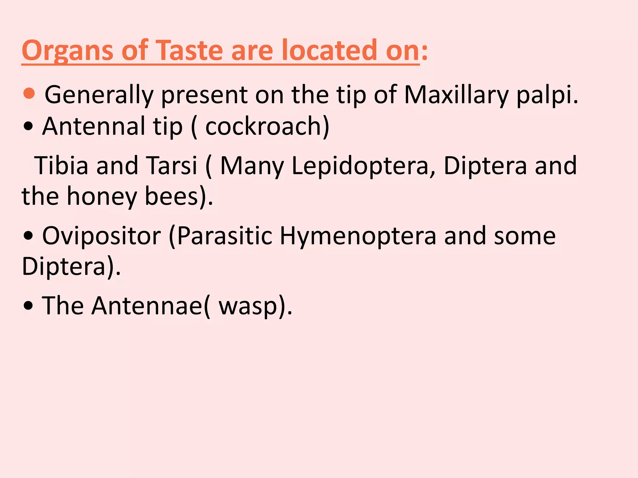 Insect Sense Organs.pptx