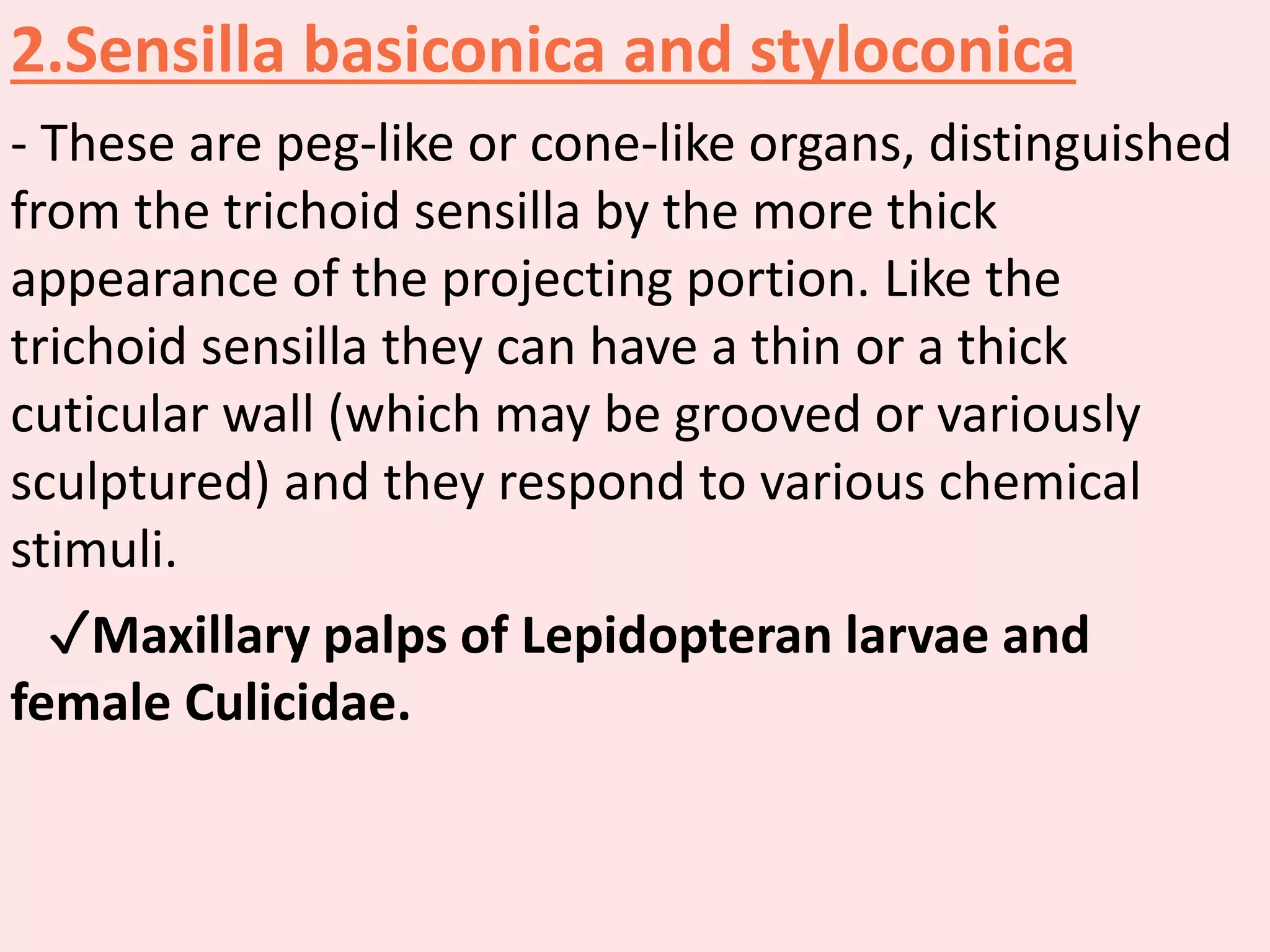 Insect Sense Organs.pptx