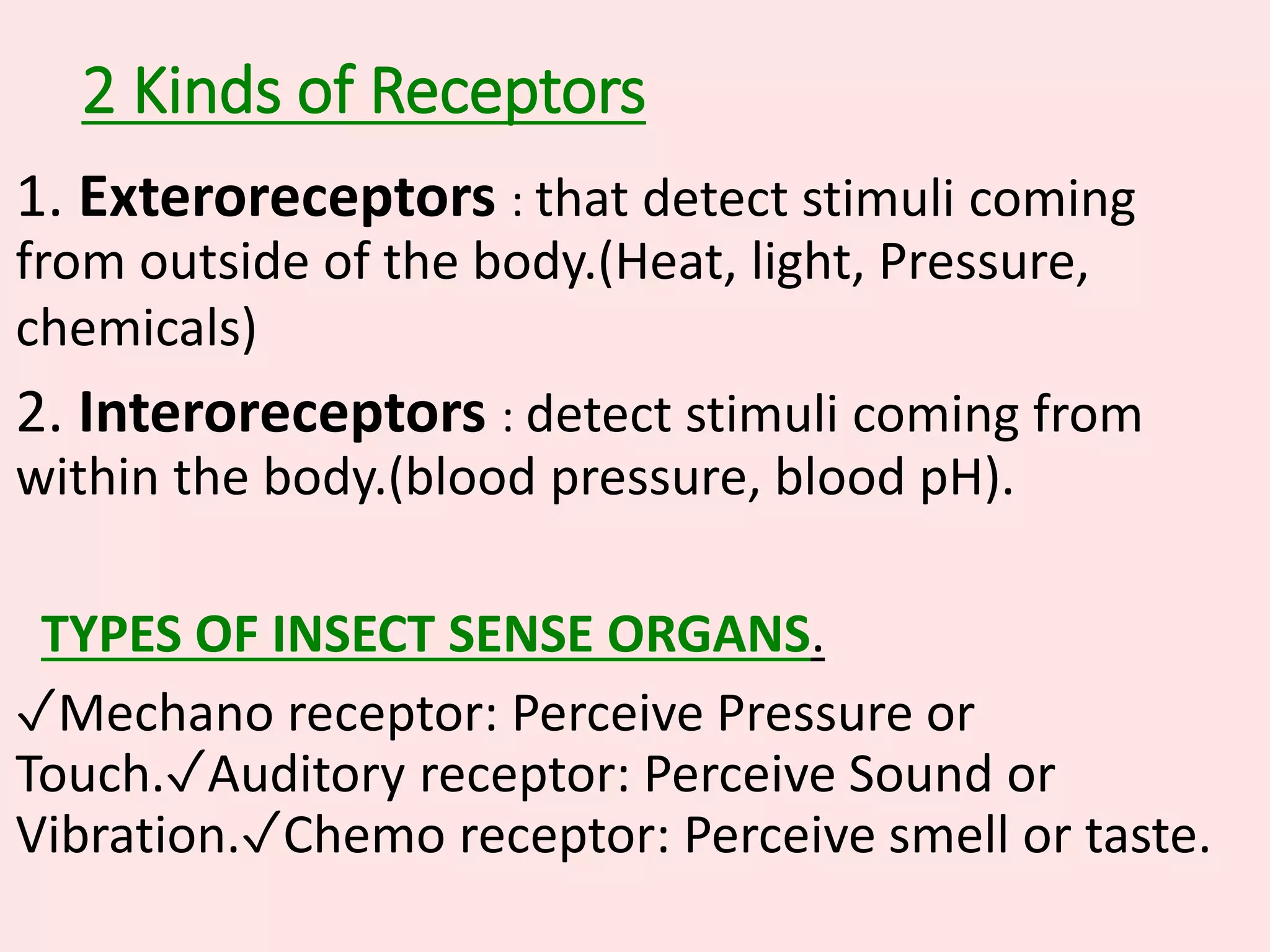 Insect Sense Organs.pptx