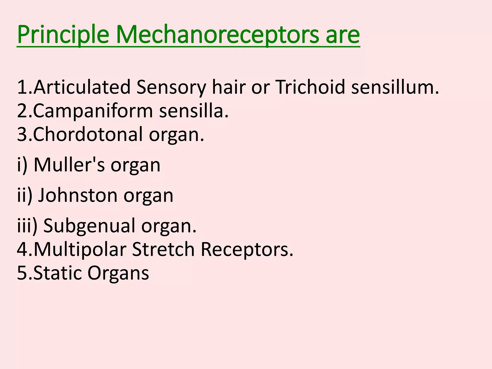 Insect Sense Organs.pptx