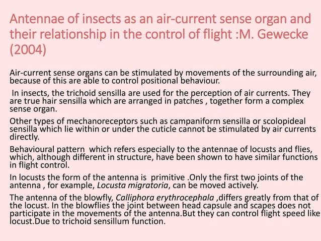 Insect Sense Organs.pptx