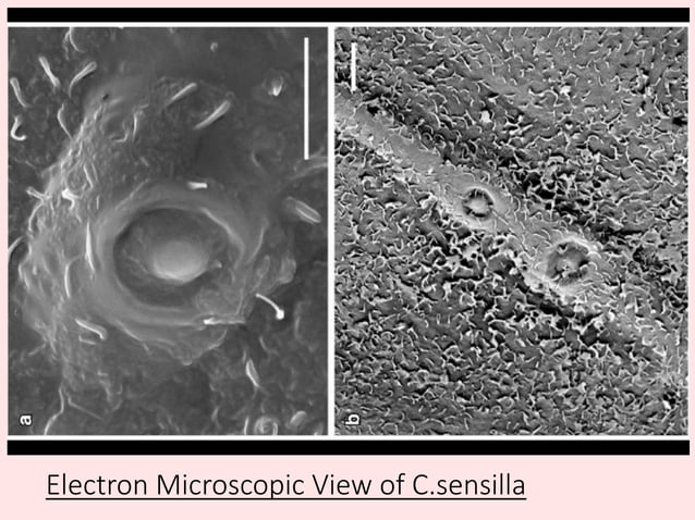 Insect Sense Organs.pptx