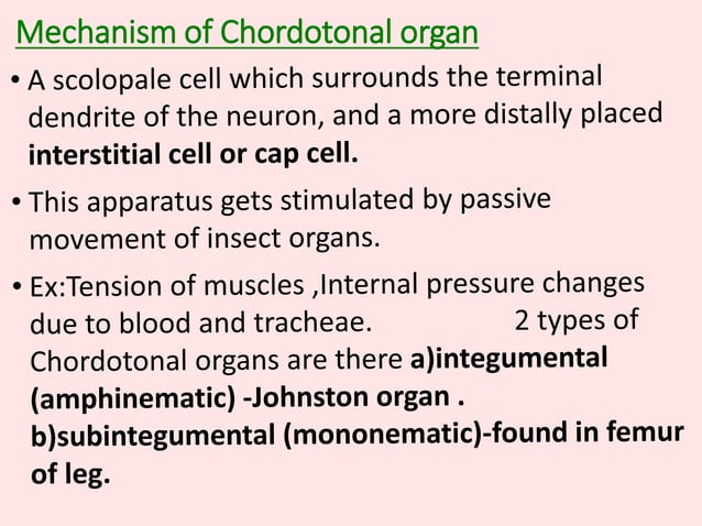 Insect Sense Organs.pptx