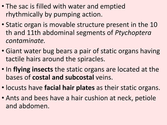 Insect Sense Organs.pptx
