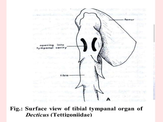 Insect Sense Organs.pptx