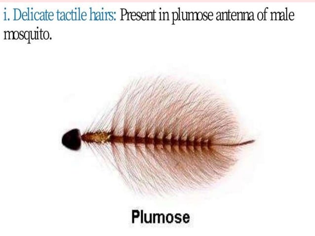 Insect Sense Organs.pptx