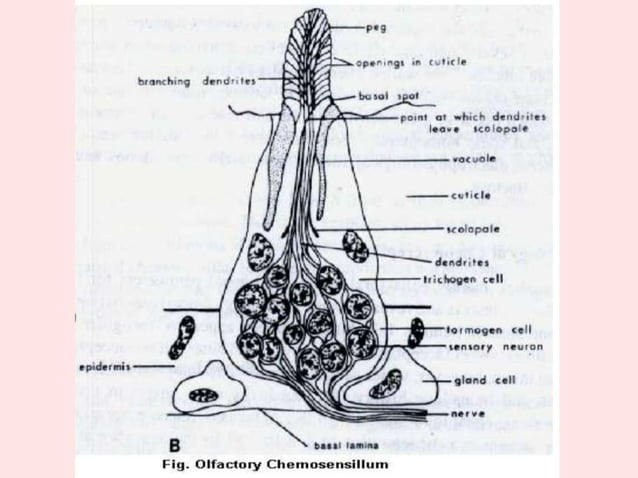 Insect Sense Organs.pptx