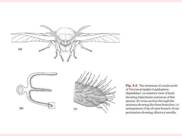 Insect Sense Organs.pptx