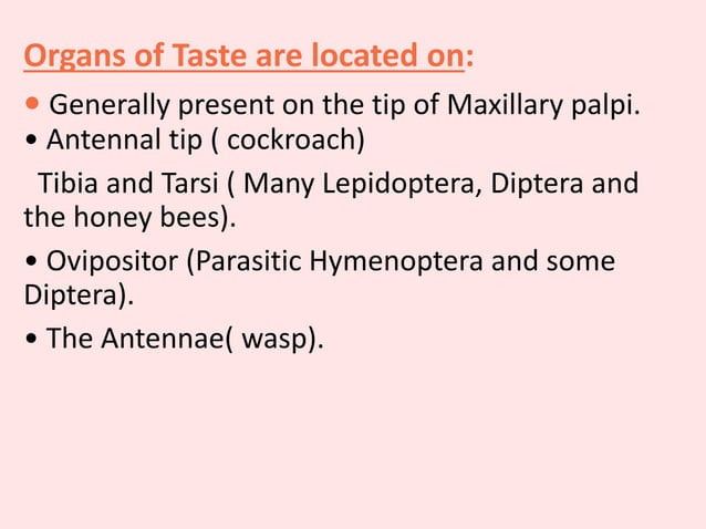 Insect Sense Organs.pptx