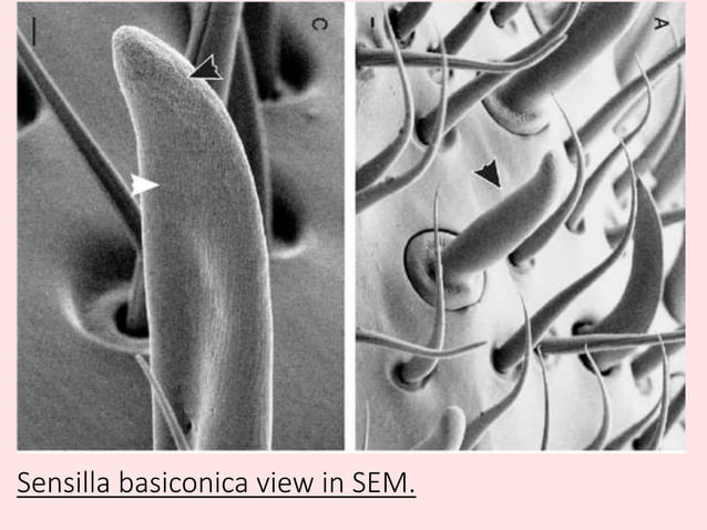 Insect Sense Organs.pptx