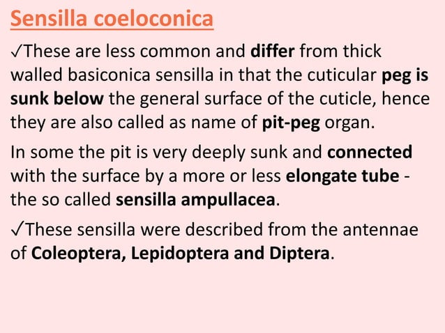 Insect Sense Organs.pptx
