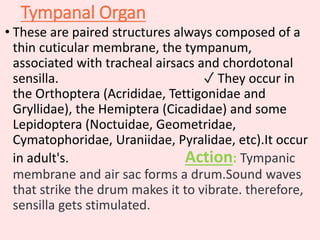 Insect Sense Organs.pptx