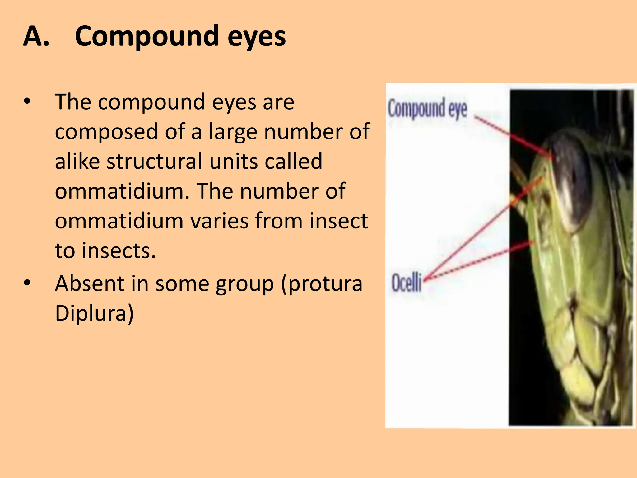 Insect Sensory organs. complete ppt.Banda University of agriculture and ...