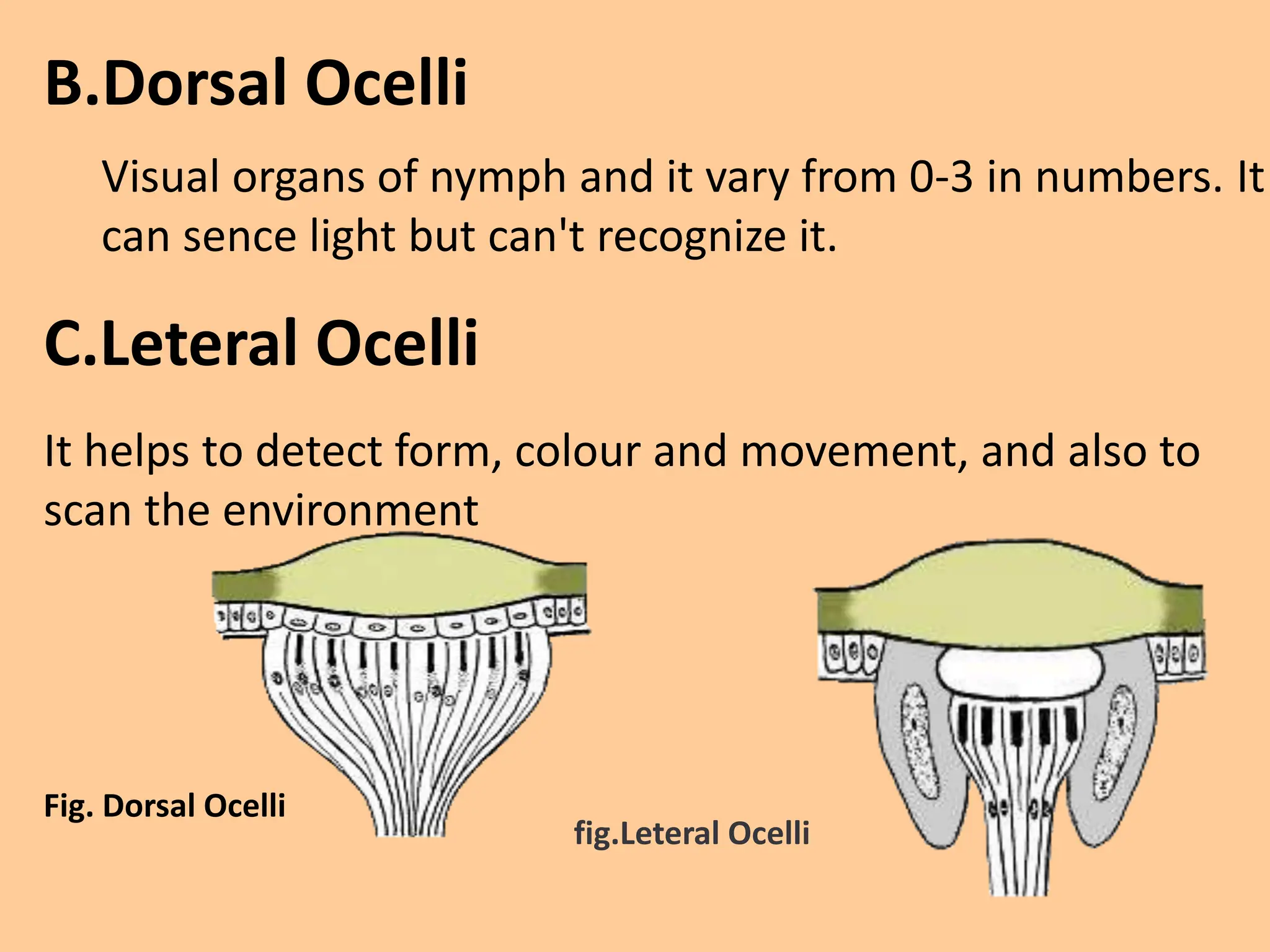 Insect Sensory organs. complete ppt.Banda University of agriculture and ...