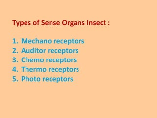 Insect Sensory organs. complete ppt.Banda University of agriculture and ...