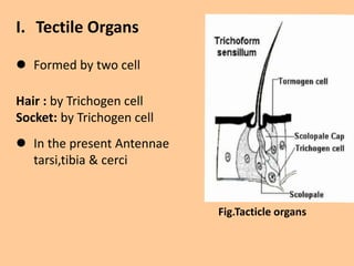 Insect Sensory organs. complete ppt.Banda University of agriculture and ...