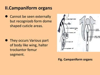 Insect Sensory organs. complete ppt.Banda University of agriculture and ...