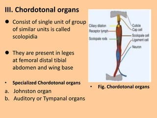 Insect Sensory organs. complete ppt.Banda University of agriculture and ...