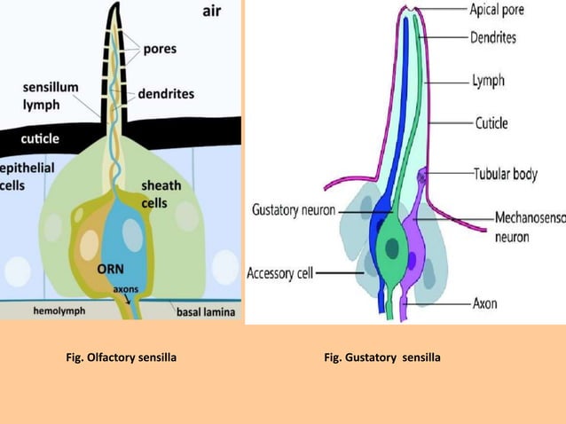 Insect Sensory organs. complete ppt.Banda University of agriculture and ...