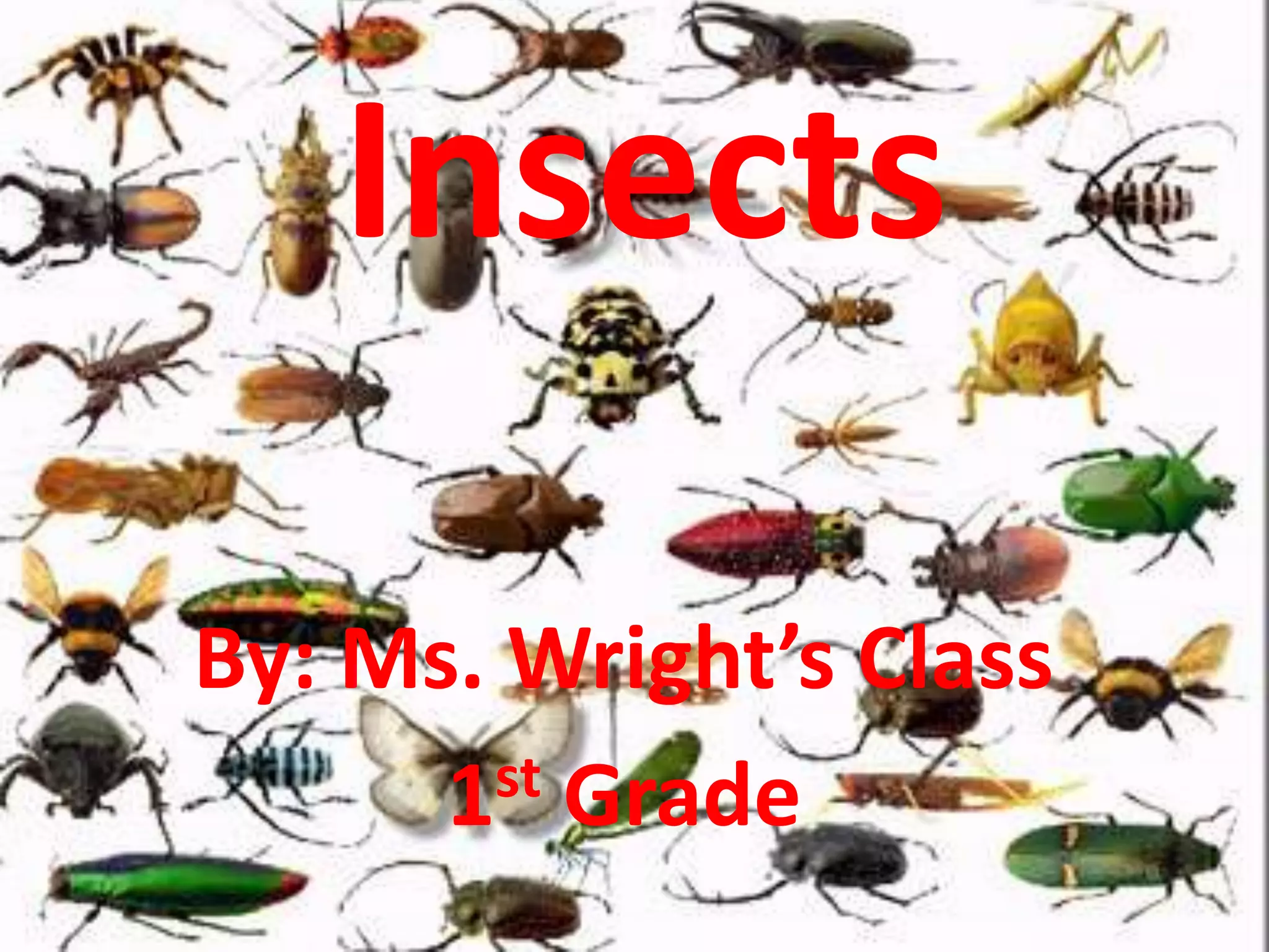 Insects Group | PPT | Free Download