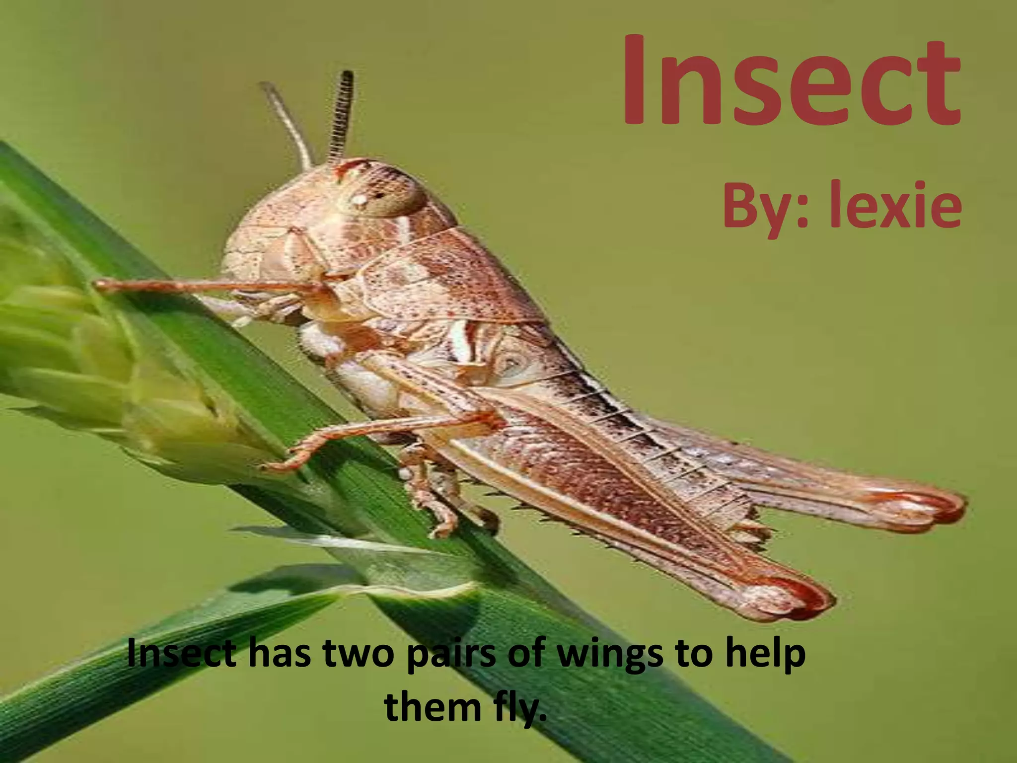 Insects Group | PPTX