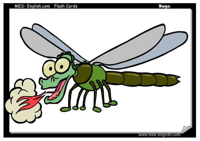 Insects flash | PPT