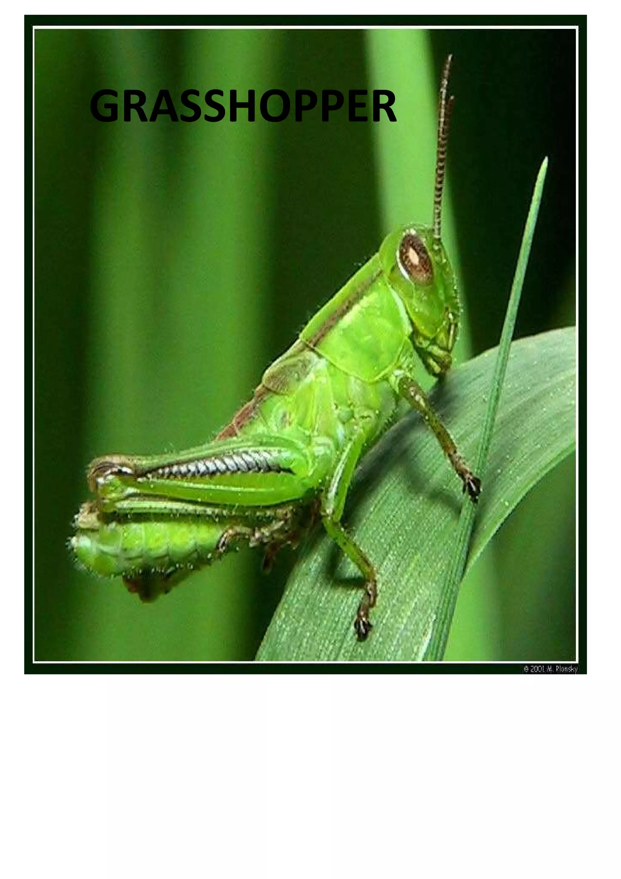 Insects flashcards | PDF