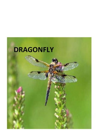 Insects flashcards | PDF
