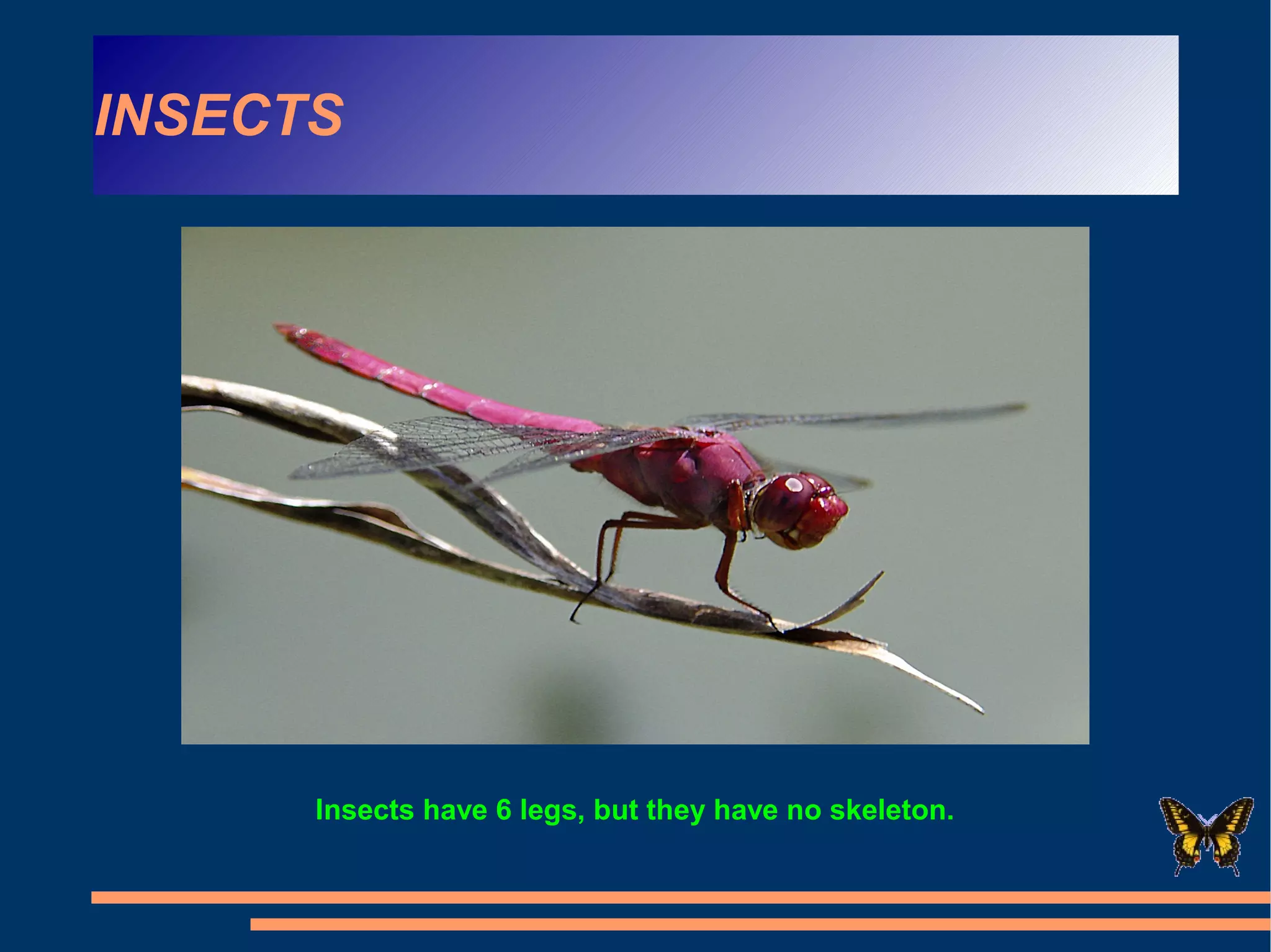 Insects grade 1 | ODP