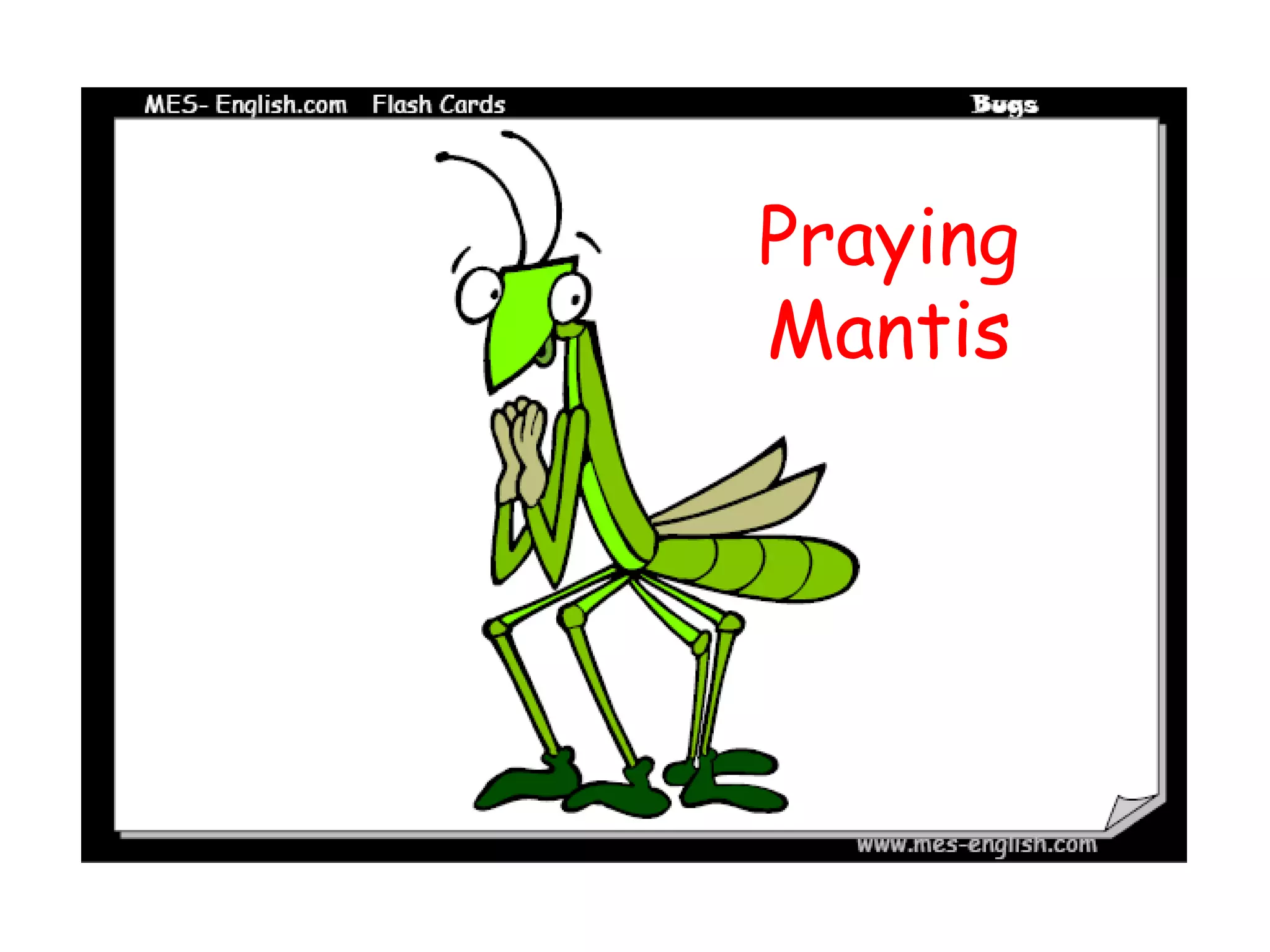 Insects in english (insetos em inglês) | PPT